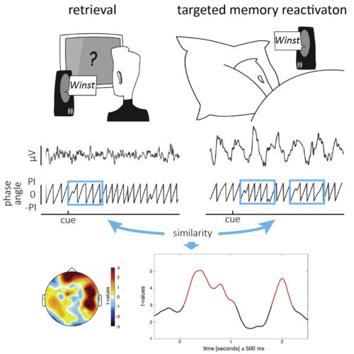 Theta Phase-Coordinated Memory Reactivation Reoccurs in a Slow ...